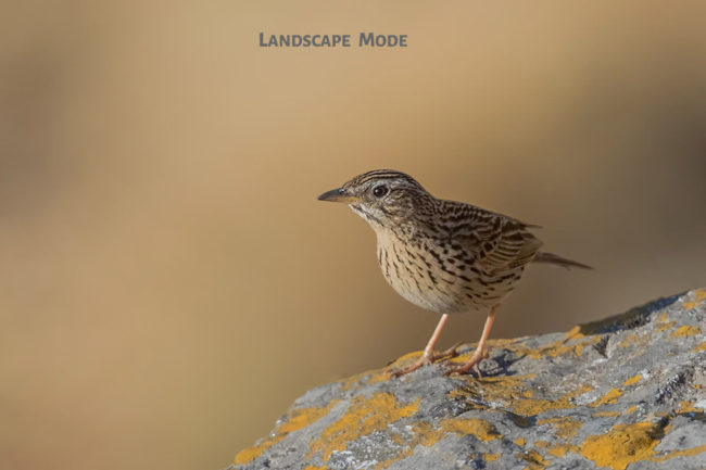 Portrait Vs Landscape Orientation- Which is Better? - PhotographyAxis