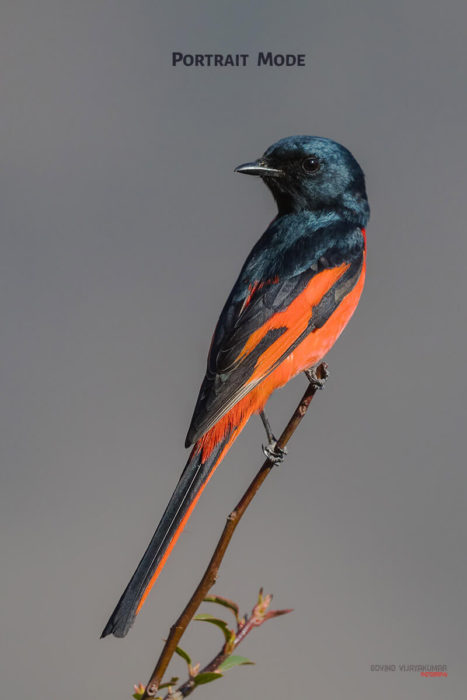 Portrait Vs Landscape Orientation- Which is Better? - PhotographyAxis