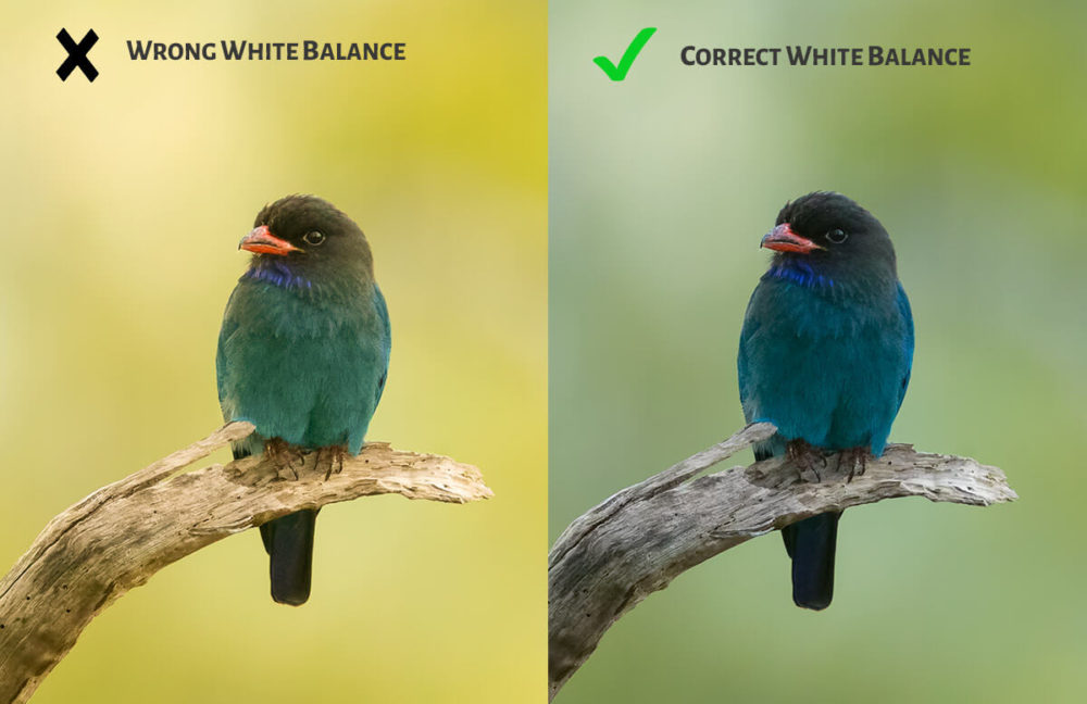 RAW Vs JPEG - Which is Better? [12 Differences] - PhotographyAxis