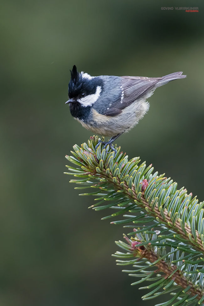 9 Tips to Choose Best Camera Lens for Bird Photography - PhotographyAxis