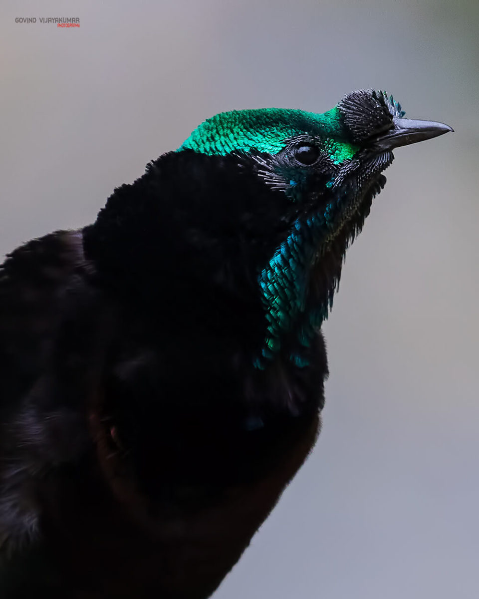 Bird Of Paradise- Bird Photography of a Lifetime - PhotographyAxis