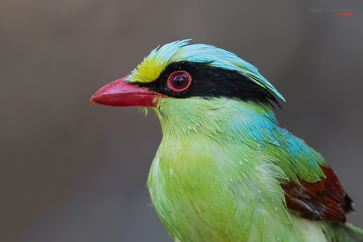 Tips for Shooting Stunning Bird Close Up Photos - PhotographyAxis