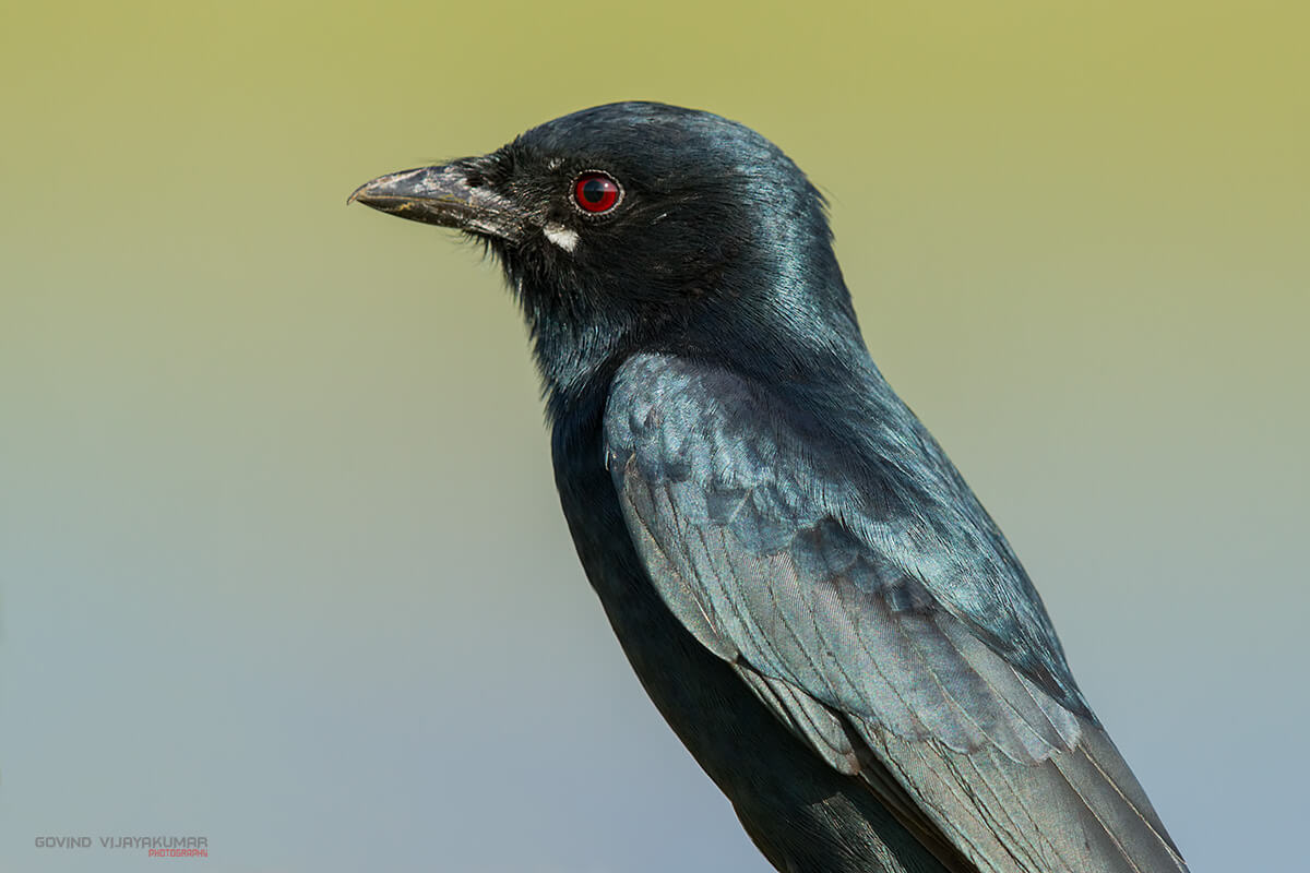 Tips for Shooting Stunning Bird Close Up Photos - PhotographyAxis