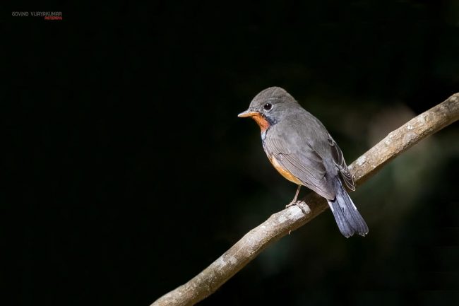 Low Key Photography with Natural Light - Complete Guide - PhotographyAxis