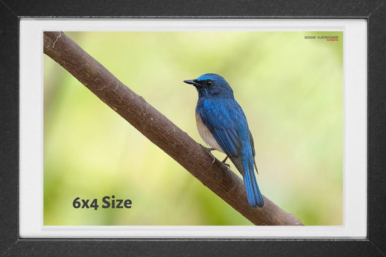 Standard Photo Sizes Explained - PhotographyAxis