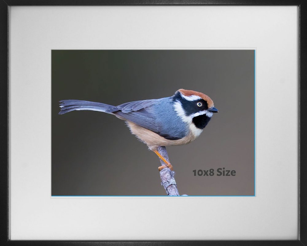 Standard Photo Sizes Explained - PhotographyAxis