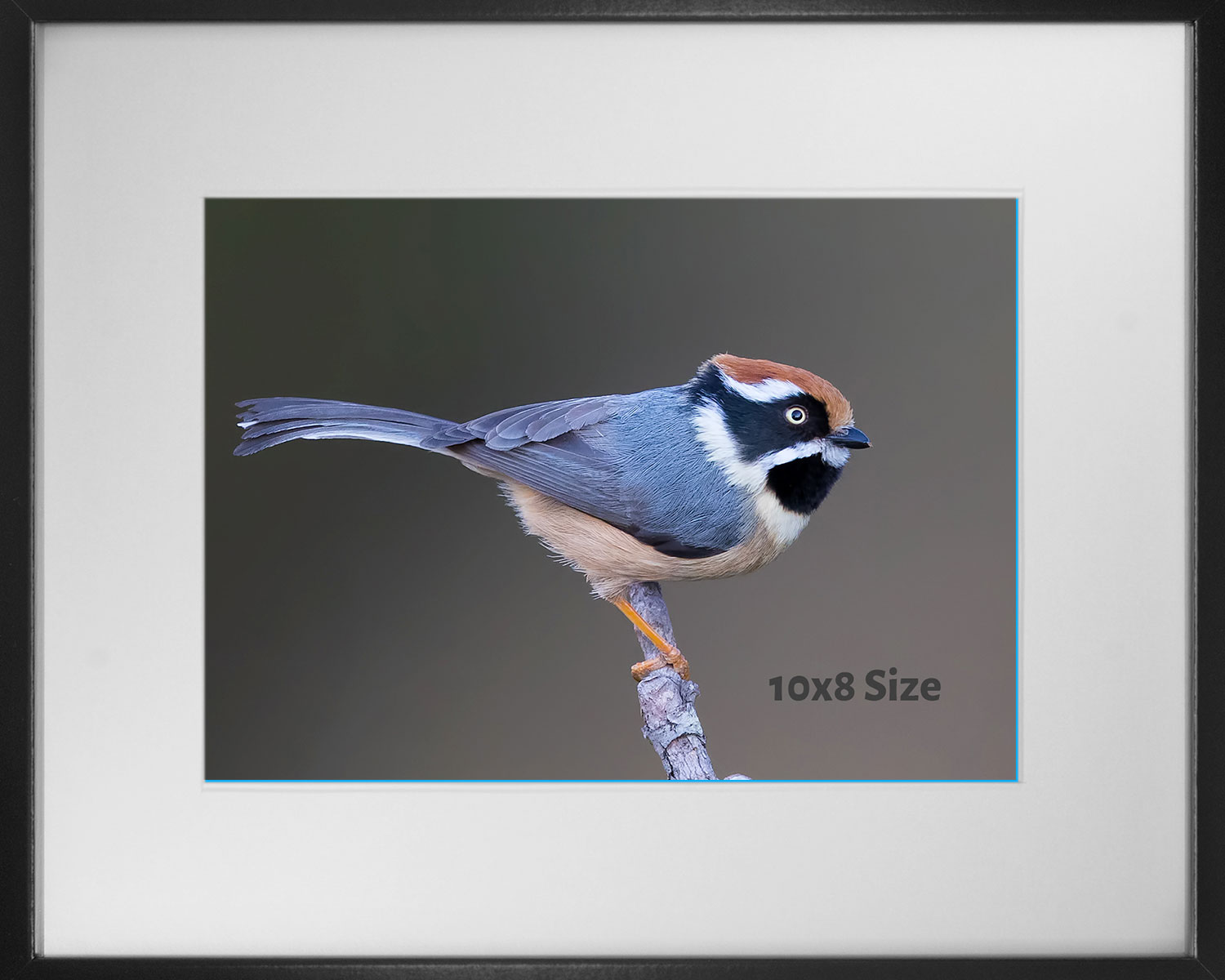 Standard Photo Sizes Explained - PhotographyAxis