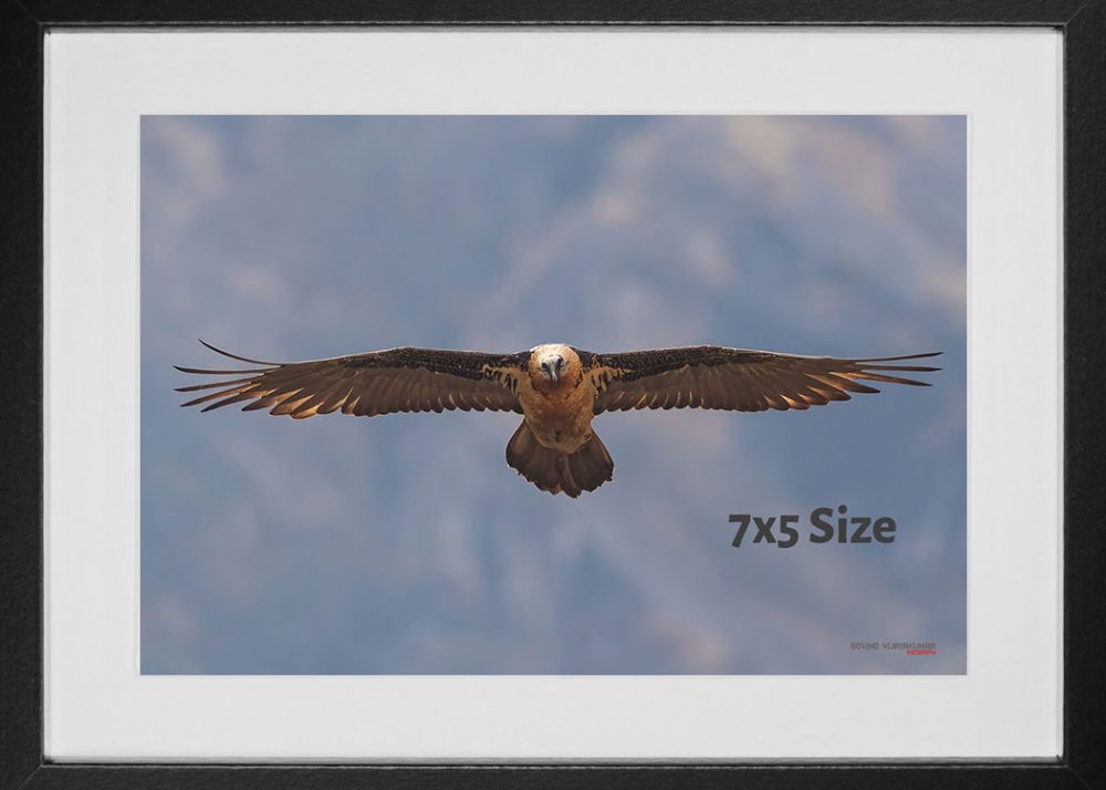 Standard Photo Sizes Explained - PhotographyAxis