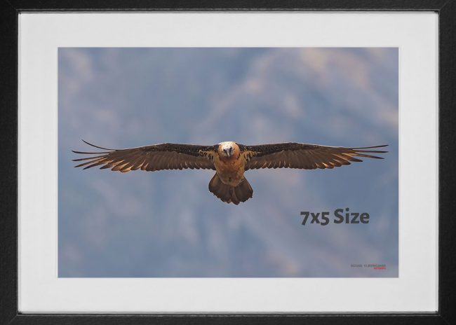 Standard Photo Sizes Explained - PhotographyAxis