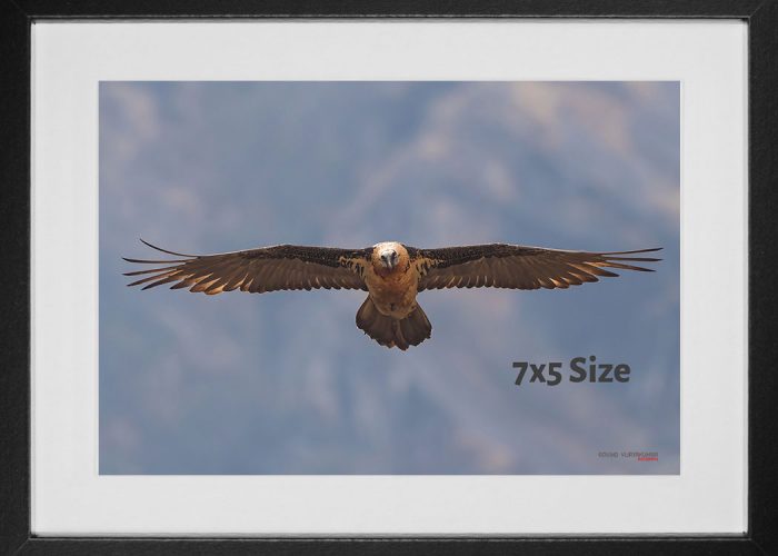 Standard Photo Sizes Explained - PhotographyAxis