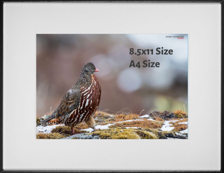 Standard Photo Sizes Explained - PhotographyAxis