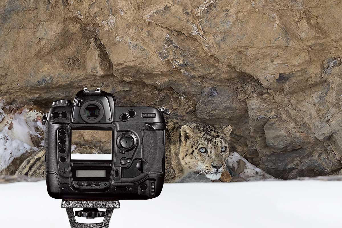 Snow Leopard Photography Challenge - PhotographyAxis