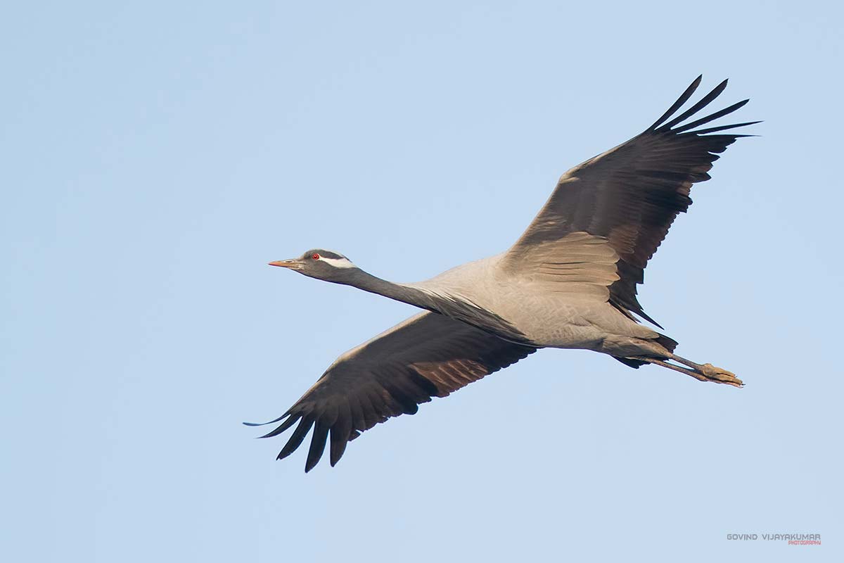 Photographing Birds in Flight - PhotographyAxis