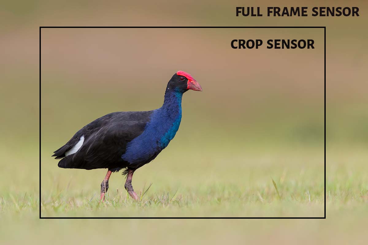 Full Frame Vs Crop Camera - Differences & Which is Best? - PhotographyAxis