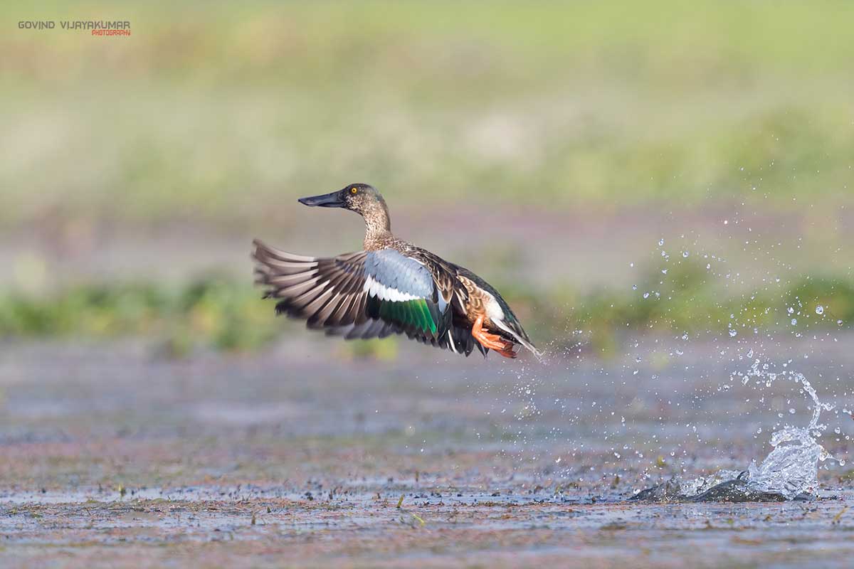 Photographing Birds in Flight - PhotographyAxis