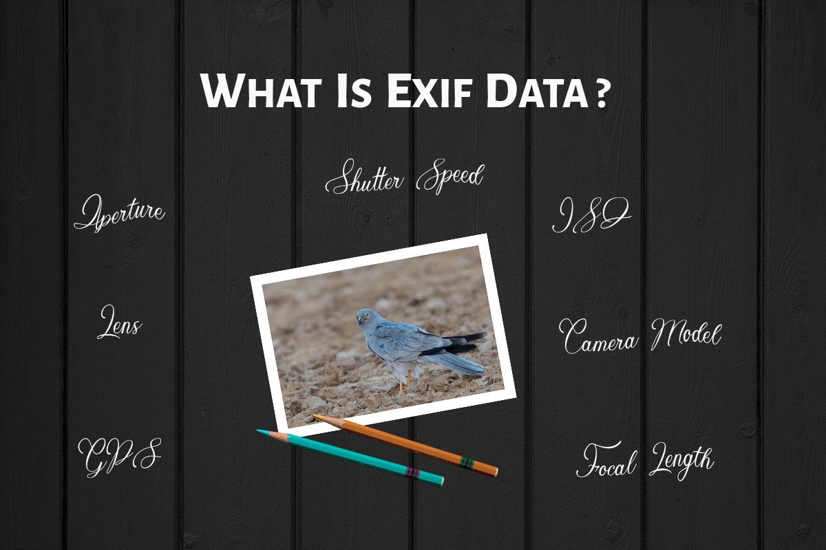 What is EXIF Data ? - PhotographyAxis