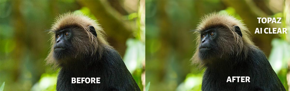 Topaz AI Clear- Do You really Need It? - PhotographyAxis