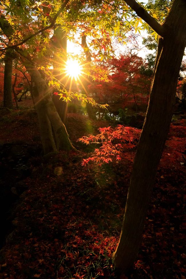 Lens Flare – How, What, When and Why? - PhotographyAxis