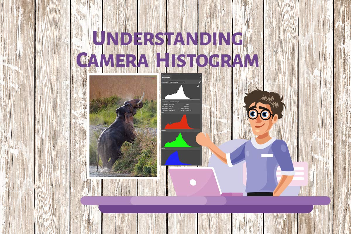 Understanding Camera Histogram - PhotographyAxis