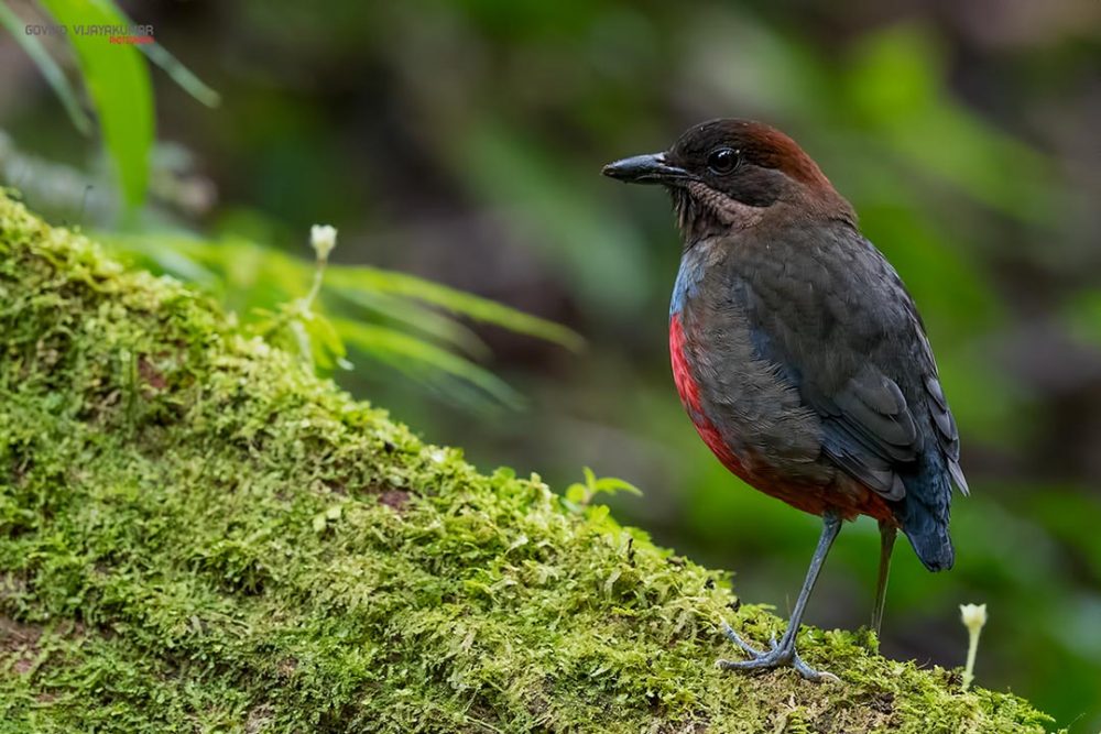 Understanding Camera Histogram - PhotographyAxis