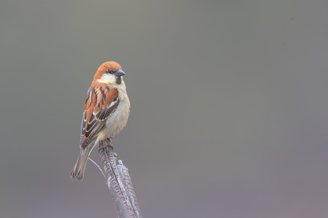 Understanding Camera Histogram - PhotographyAxis