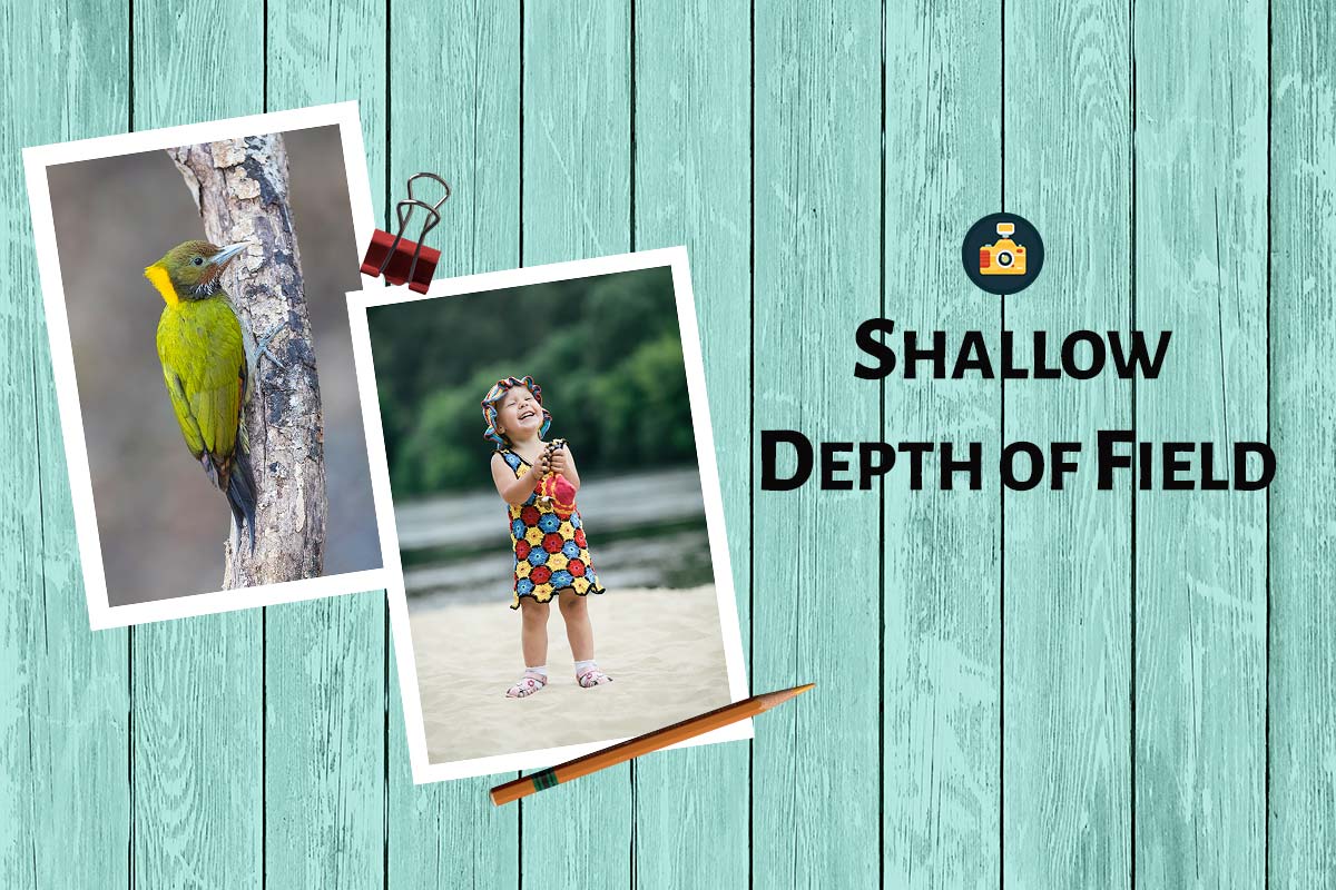 Shallow Depth of Field – How, What & Why? - PhotographyAxis