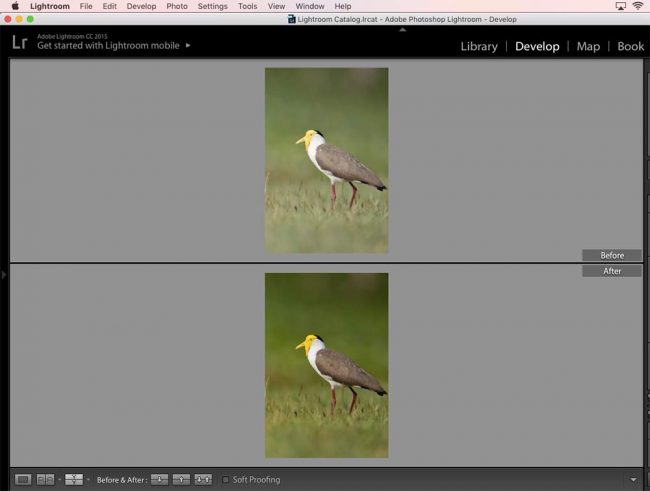 Lightroom Before and After- Best Way to Use It - PhotographyAxis
