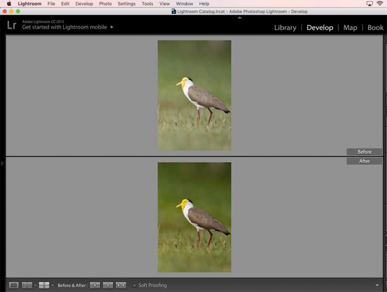 Lightroom Before and After- Best Way to Use It - PhotographyAxis