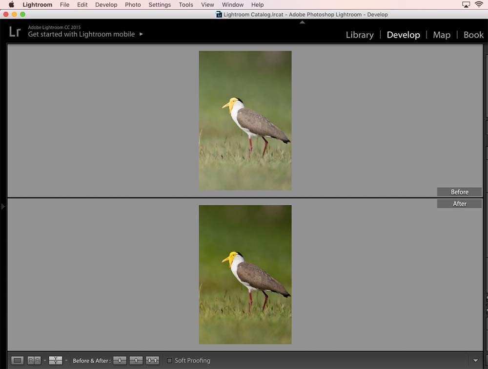 Lightroom Before and After- Best Way to Use It - PhotographyAxis