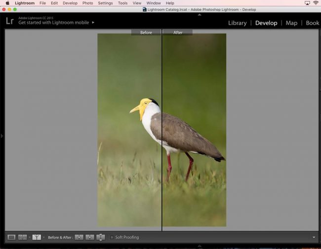 Lightroom Before and After- Best Way to Use It - PhotographyAxis