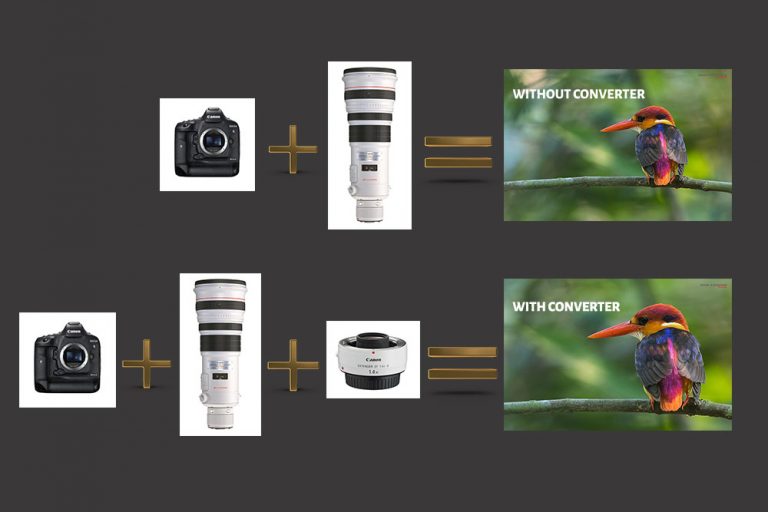 Are Teleconverters Good for Photography? - PhotographyAxis