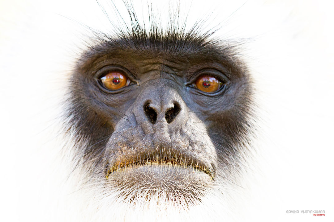 High Key Photography - The Complete Guide - PhotographyAxis