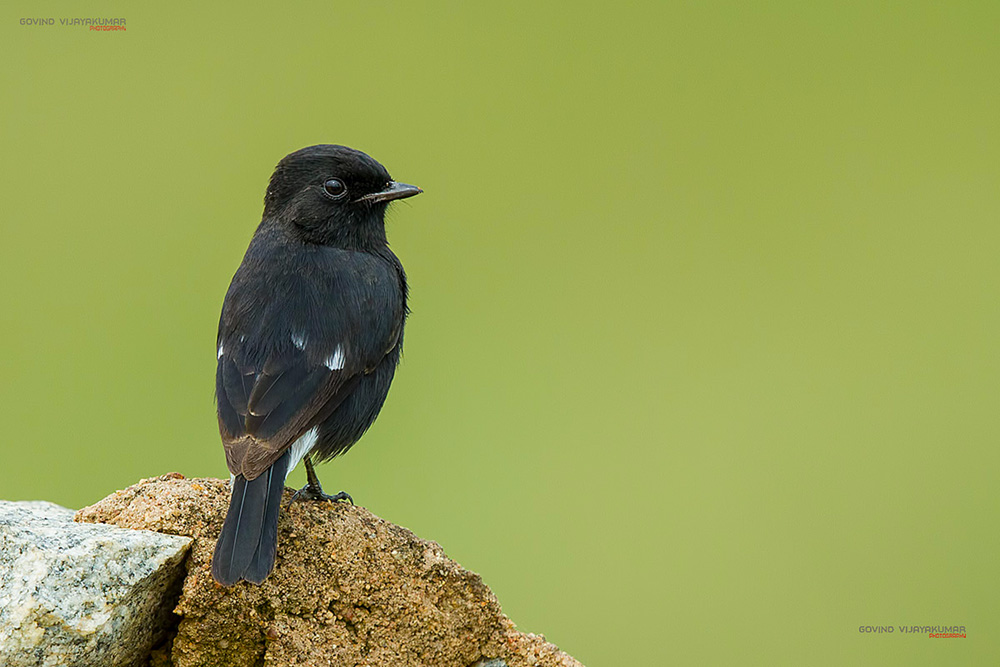 How Important is Background in Bird Photography? - PhotographyAxis