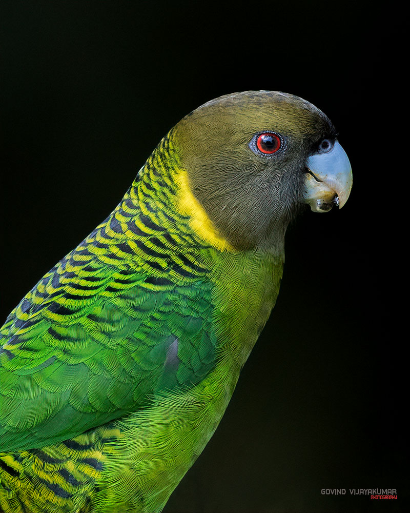 How Important is Background in Bird Photography? - PhotographyAxis