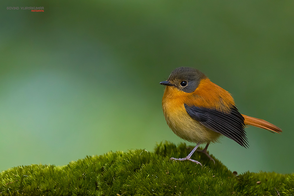 How Important is Background in Bird Photography? - PhotographyAxis