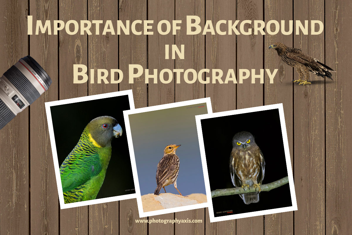 How Important is Background in Bird Photography? - PhotographyAxis
