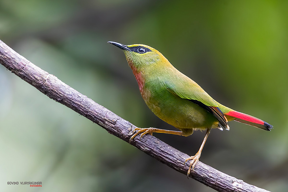 How Important is Background in Bird Photography? - PhotographyAxis