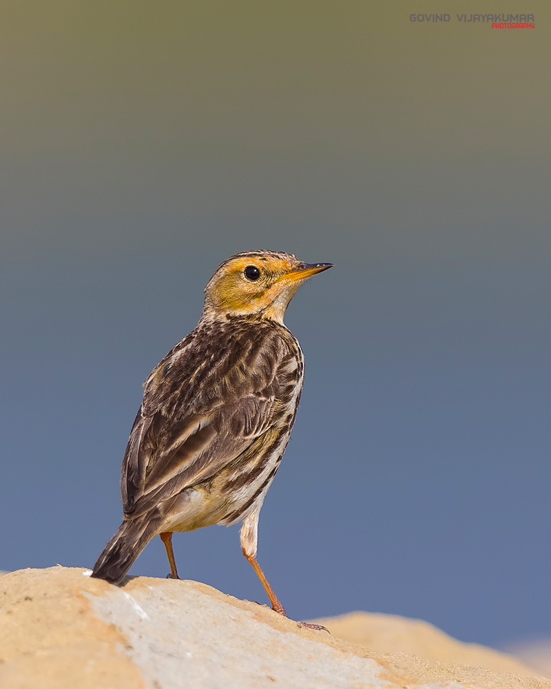 How Important is Background in Bird Photography? - PhotographyAxis