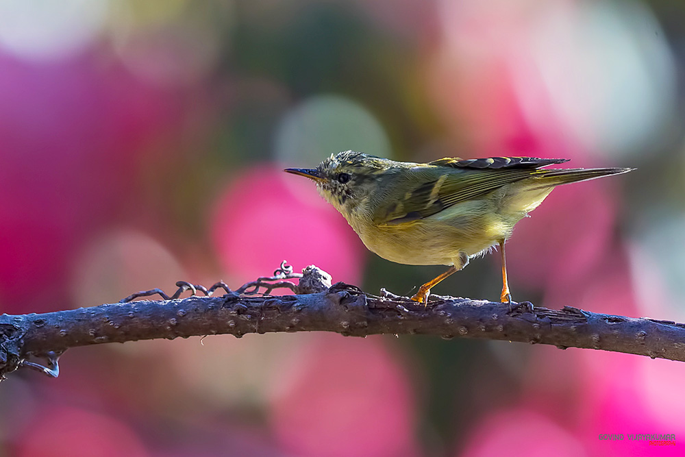 How Important is Background in Bird Photography? - PhotographyAxis