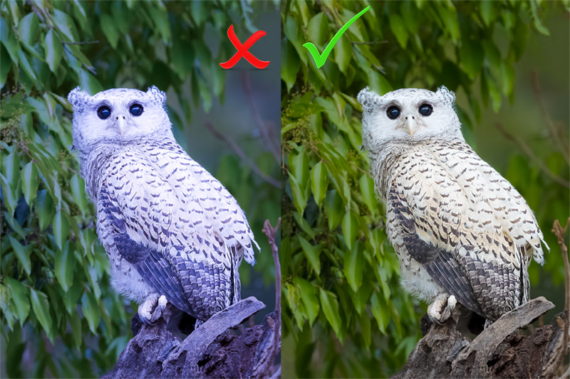 7 Common Photography Mistakes to Avoid - PhotographyAxis