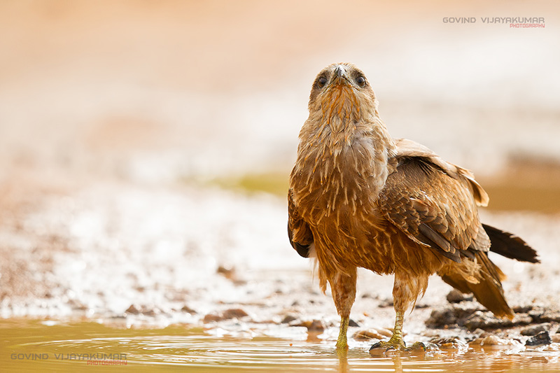 Raptor Photography- Tips & Techniques - PhotographyAxis
