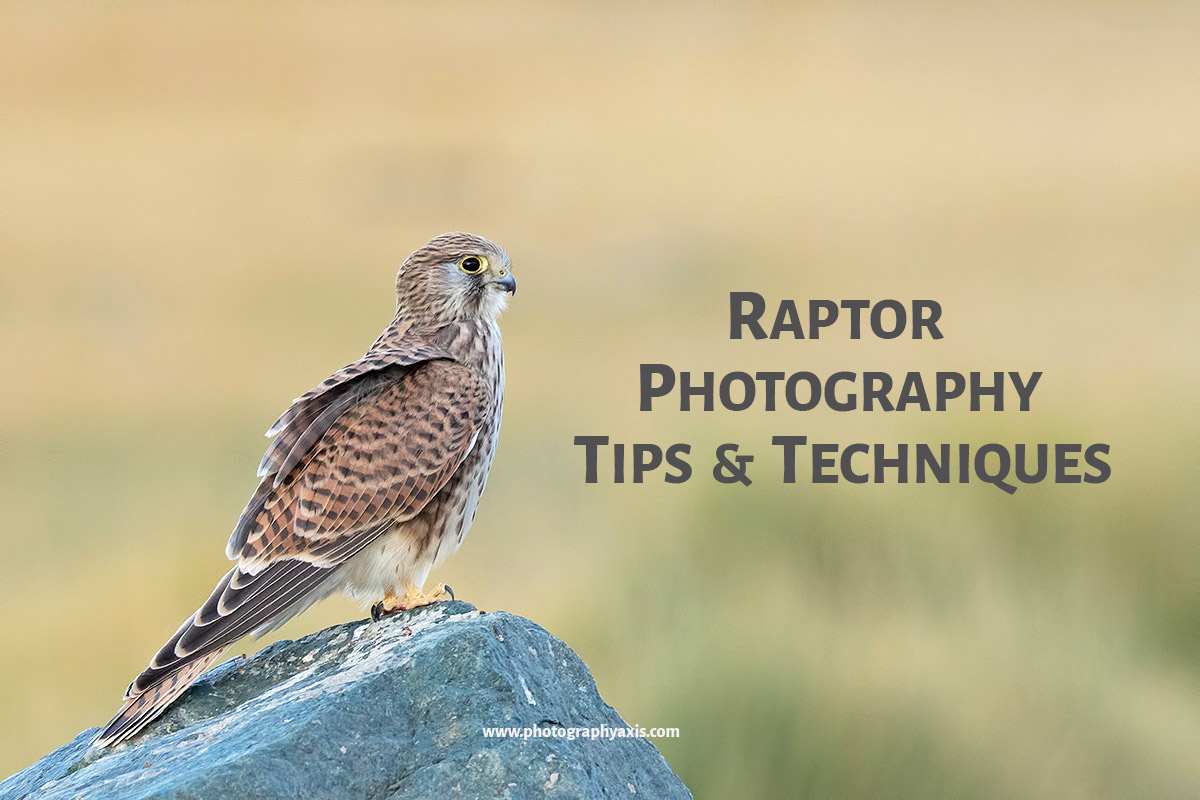 Raptor Photography- Tips & Techniques - PhotographyAxis