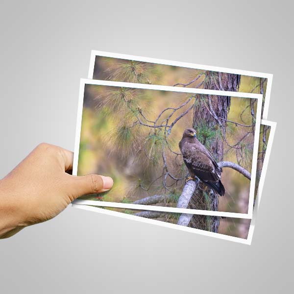 4x6 Vs 5x7 Which Photo Size Is Best PhotographyAxis