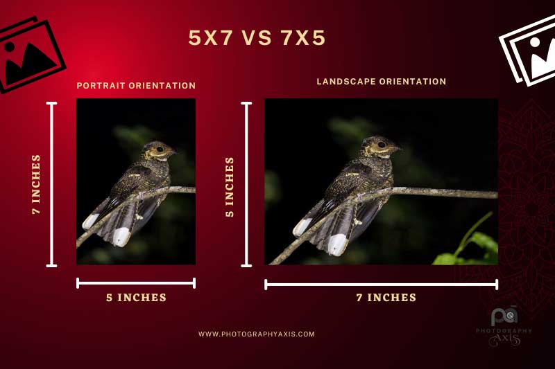 How Big Is A 5 7 Photo mm Cm Inch Ft Pixels PhotographyAxis