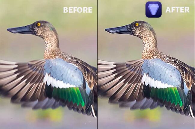 Topaz Photo AI Review with Before/After Images[2024] - PhotographyAxis