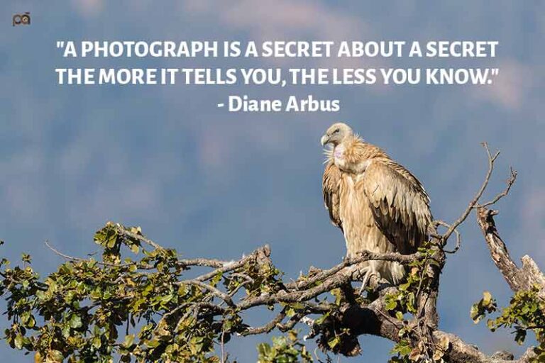 101 Best Nature Photography Quotes & Captions to Inspire You ...