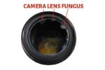 Camera Lens Fungus| How to AVOID/ REMOVE/ CLEAN It? - PhotographyAxis