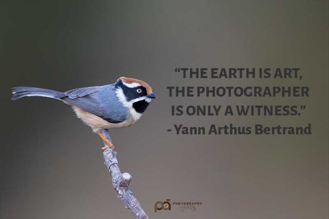 101 Best Nature Photography Quotes & Captions to Inspire You ...