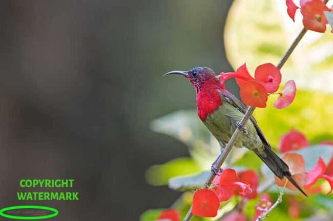 12 Best Ways to Protect Your Photos Online - PhotographyAxis