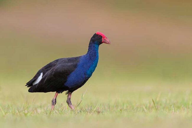 33 Best Bird Photography Tips for Stunning Bird Shots - PhotographyAxis